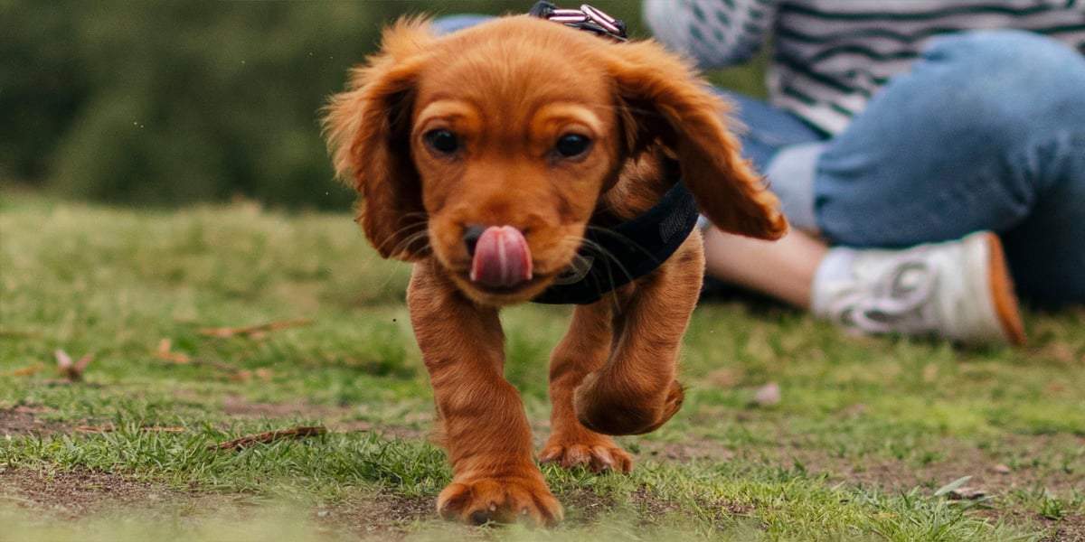 Waggel Blog - Cocker Spaniel Names | Waggel’s Top 20