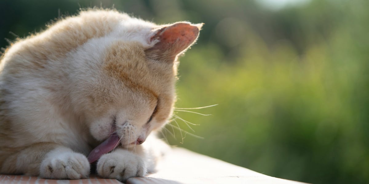 Waggel Blog - Cat Grooming Guide | Tips to Groom Your Cat