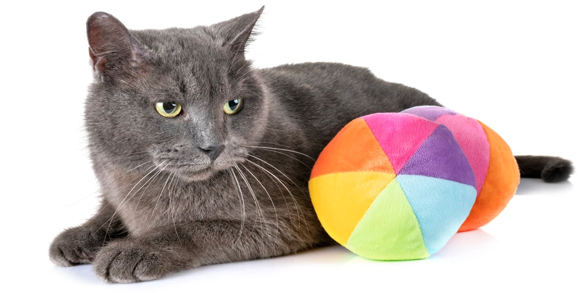 Waggel Blog - Biggest Domestic Cats | What Are the Largest Cat Breeds?