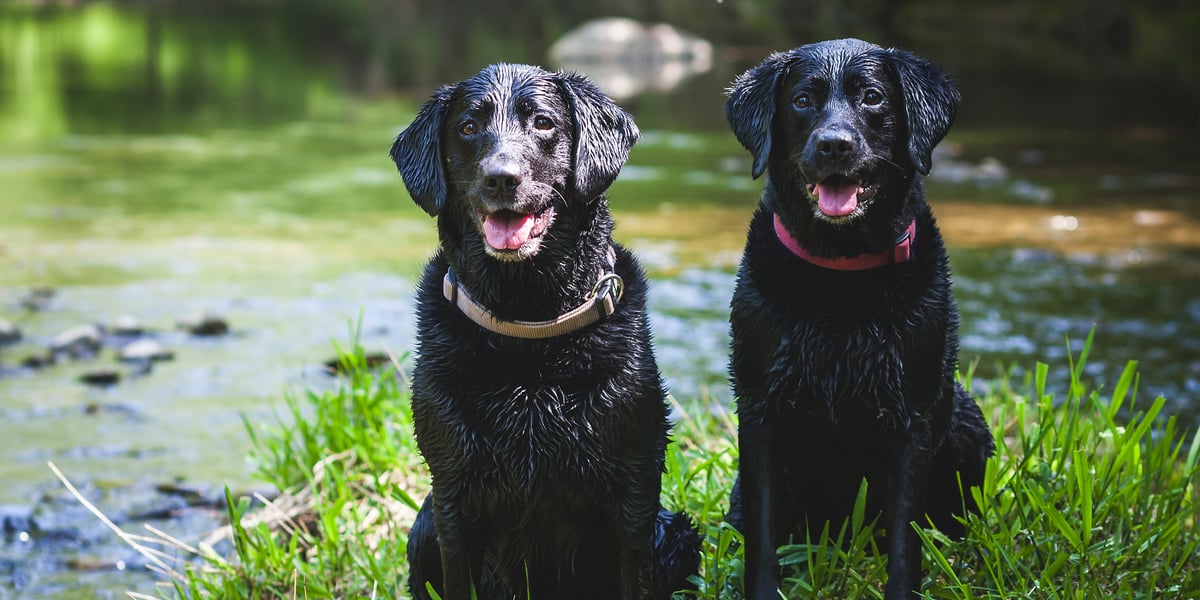 Waggel Blog - How Much is Pet Insurance? - The Average Costs and Coverage