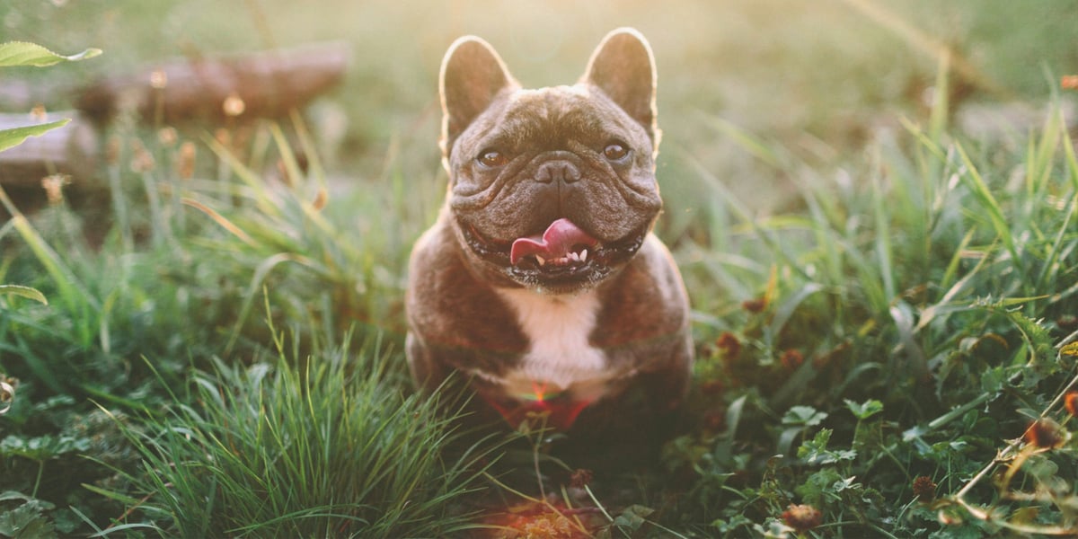 Waggel Blog - Most Expensive Dog Breeds - Highest Costs among the ...