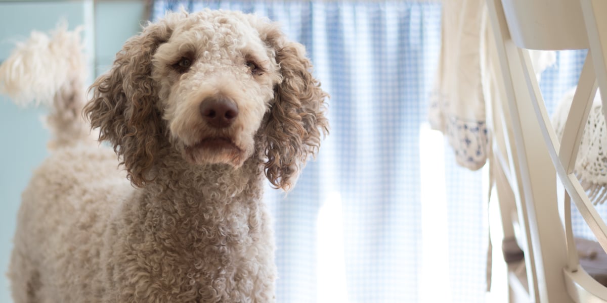 Waggel Blog - What Are the Top 10 Smartest Dog Breeds? - Waggel Answers