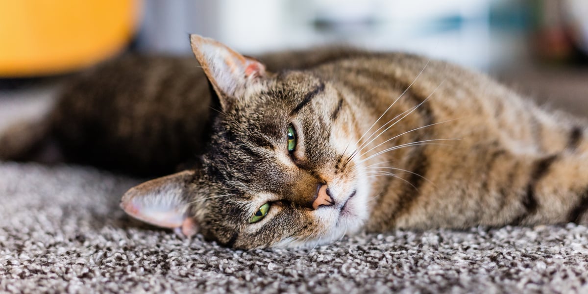 Waggel Blog - The Purrfect Guide to Understanding Cat Eye Problems