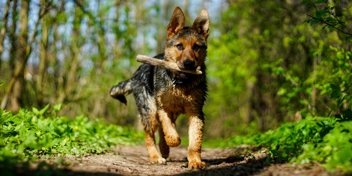 Waggel Blog - Dogs With Long Ears - 10 Long-Eared Dog Breeds With Pics