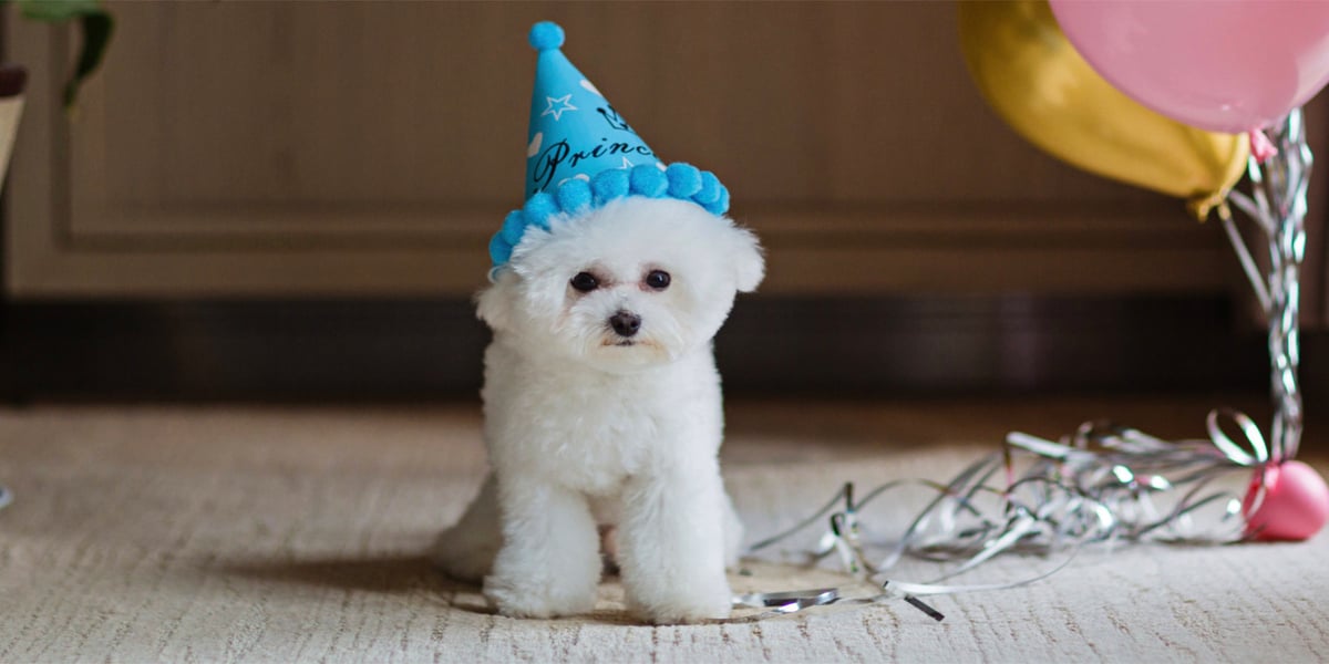 Waggel Blog - Teacup Dogs | What Are They? Plus Some Cute Pics