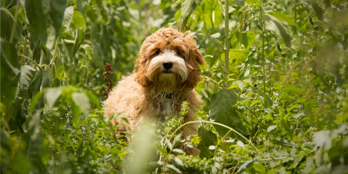 Waggel Blog - Cockapoo Names: The Top 20 Names for Your New Cockapoo