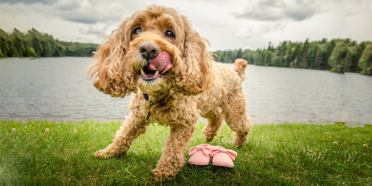 Waggel Blog - The Cockapoo Colour Wheel