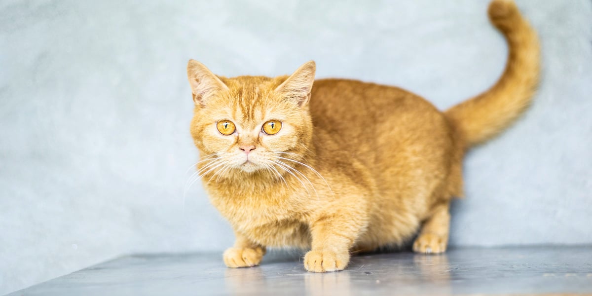 Waggel Blog - Why Do Cats Wag Their Tails? - Cat Behaviour Explained