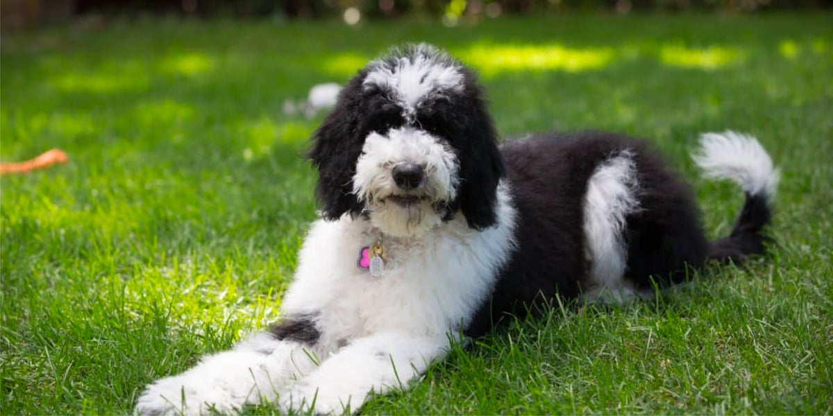 Waggel Blog - Poodle Cross Breeds - Top 10 Poodle Crosses