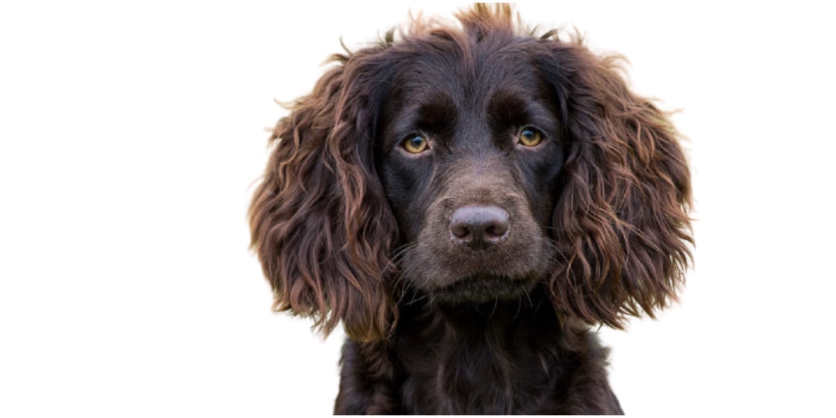 Waggel Blog - Spaniel Breeds | UK's Top 15 Types of Spaniels