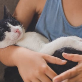 Waggel Blog - How To Pick Up A Cat - Correct Way To Handle A Cat