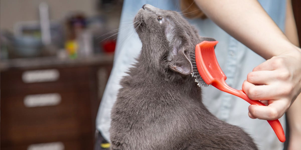 Waggel Blog - Cat Grooming Guide | Tips to Groom Your Cat