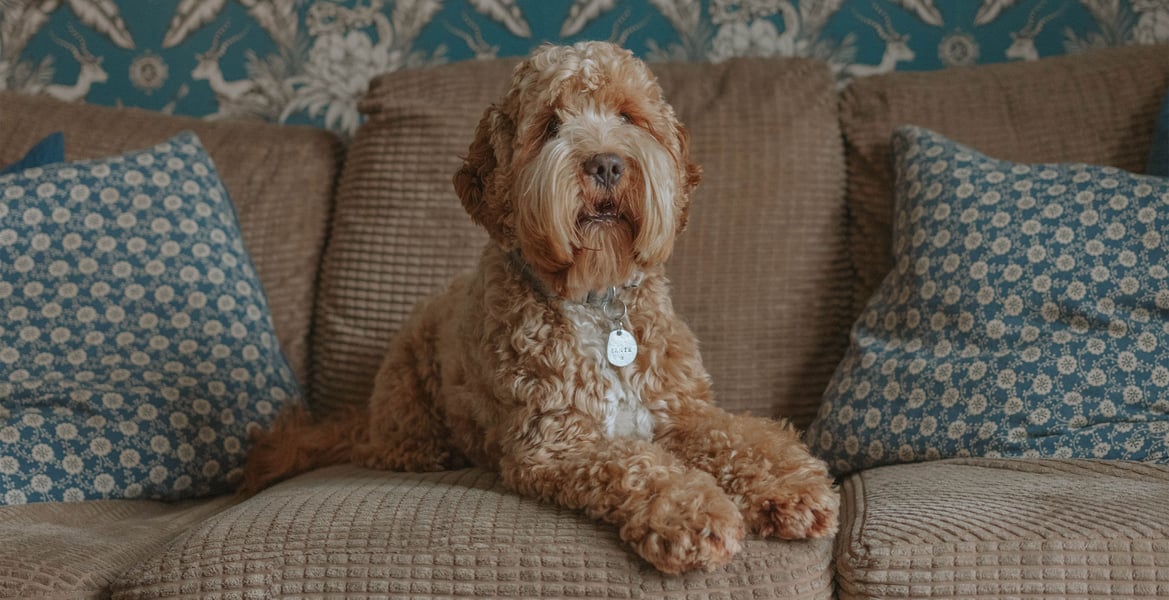 Waggel Blog - Cockapoo Haircuts with Pics...Waggel Knows Style