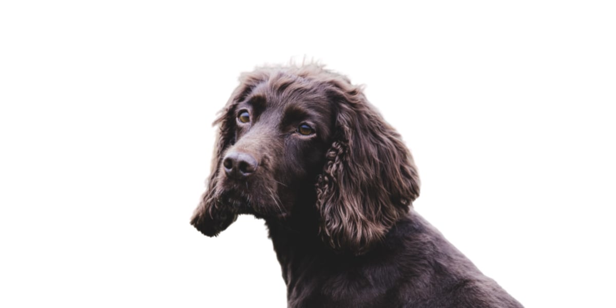 Waggel Blog - Spaniel Breeds | UK's Top 15 Types of Spaniels