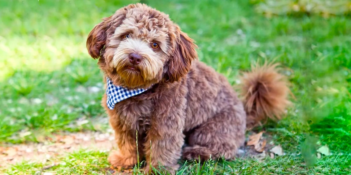 Waggel Blog - Poodle Cross Breeds - Top 10 Poodle Crosses