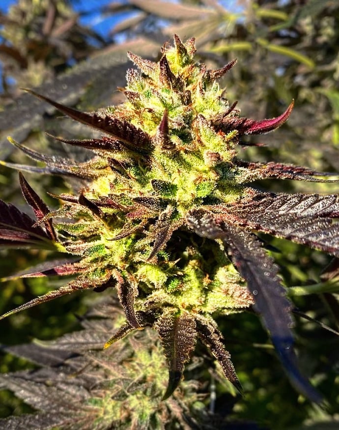 Berner’s Gelato x Gelato 33 x Cherry Limeade F5