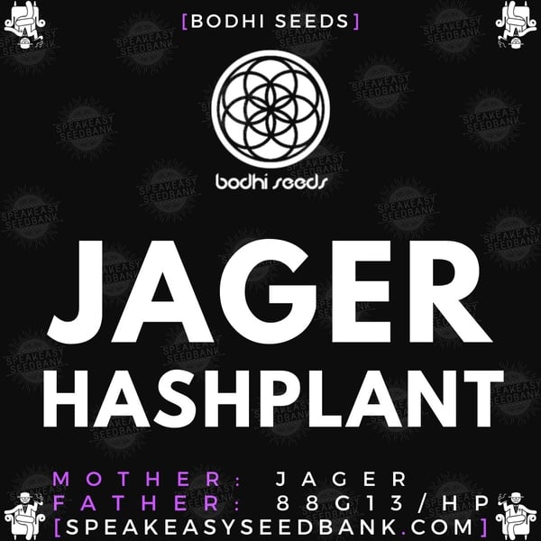 Jager Hashplant Strain (Seeds) • 🍷🍶 ️ 8️⃣8️⃣⛽1️⃣3️⃣#️⃣🪴