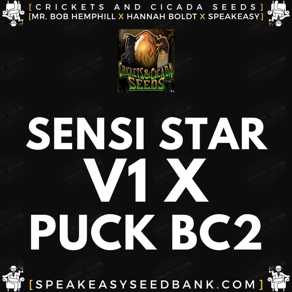 Sensi Star V1 x Puck BC2 Strain (Seeds) • Which Version Wins?