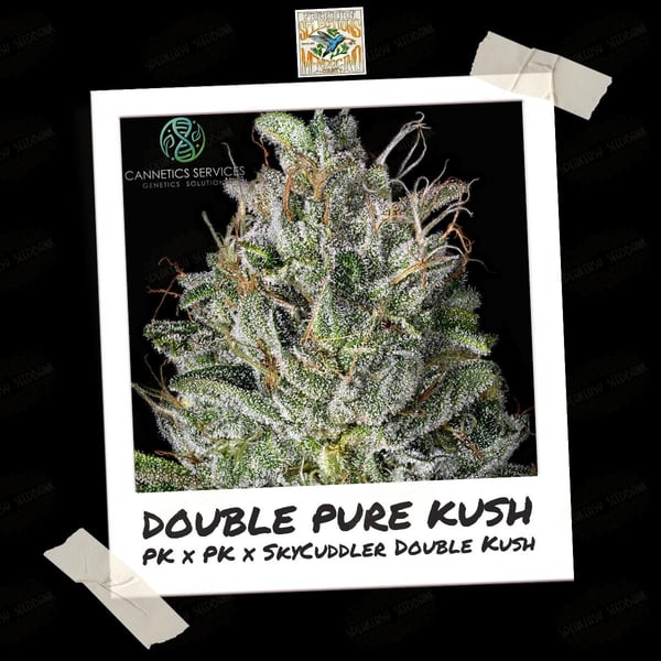 Double Pure Kush strain • Cream of the Crop: A New Kush Standard