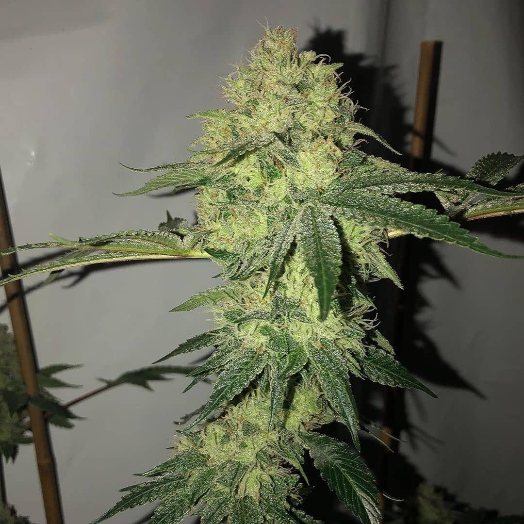 Dirty Deedz • Speakeasy Showcase