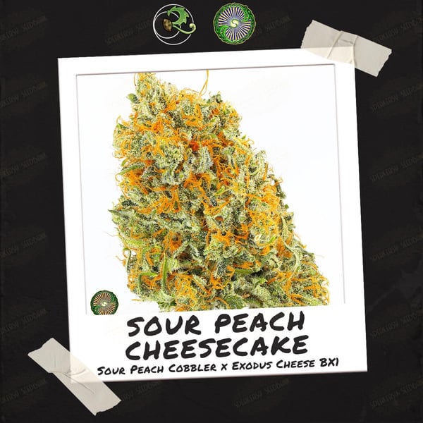 Sour Peach Cheesecake strain • An Indulgently Decadent Delight 🍑