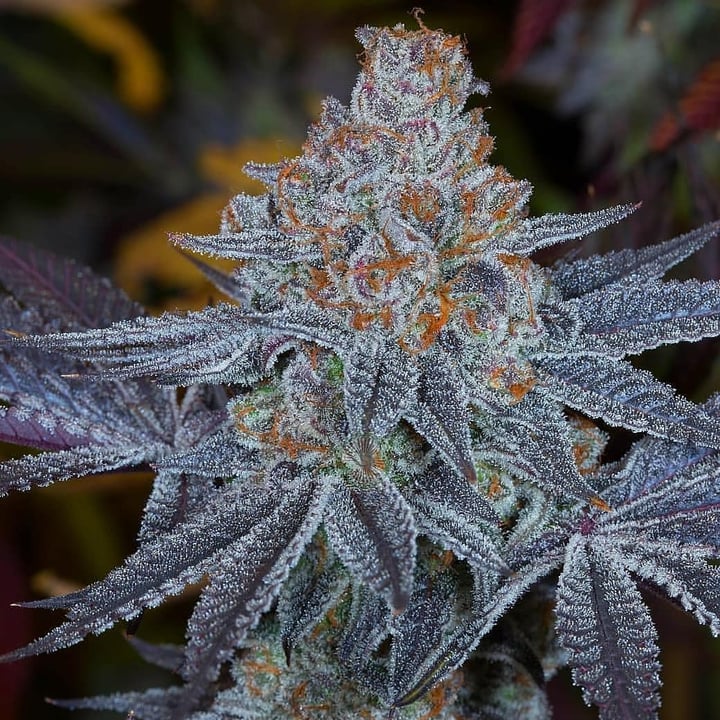 Blue Magoo Cookies • Speakeasy Showcase