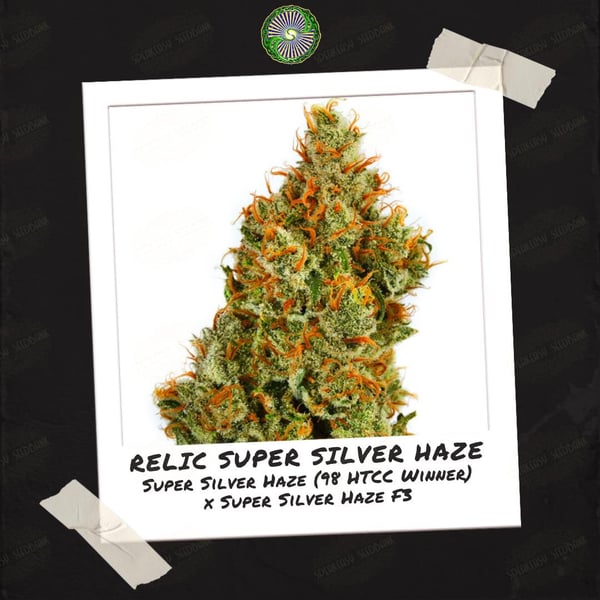 Relic Super Silver Haze • A Terp Trifecta: Citrus, Eucalyptus & Pine