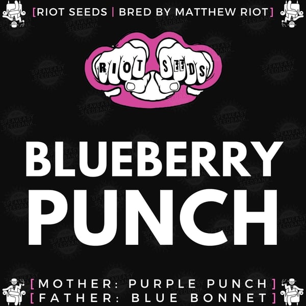 Riot Seeds • Blueberry Punch strain - Purple Punch x Blue Bonnet
