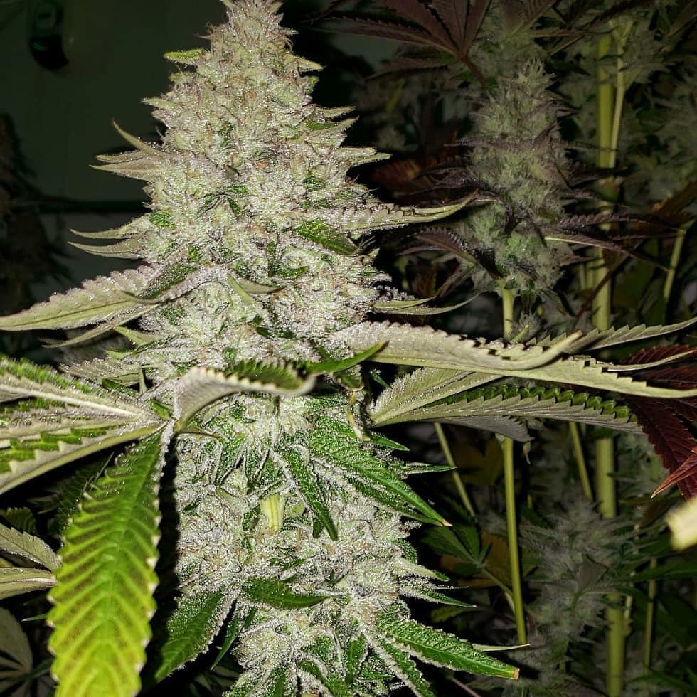 Slice Cream Cake Strain (Seeds) • Make Waves In The Rec Market