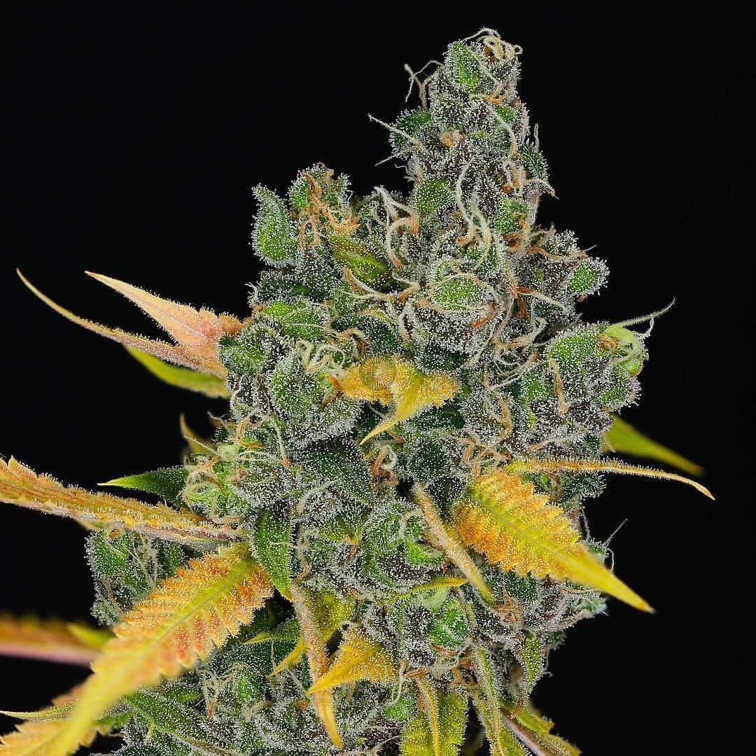 Starduster • Speakeasy Showcase