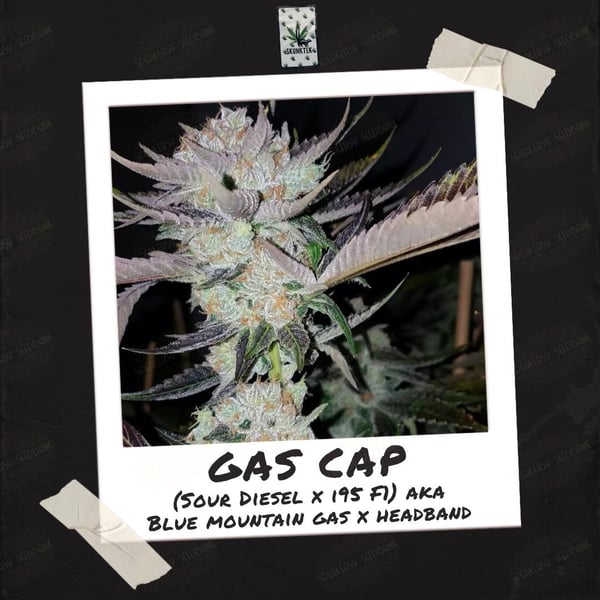 Gas Cap Strain (Seeds) ⛽ • Epic Yields of Skunk & Burnt Rubber