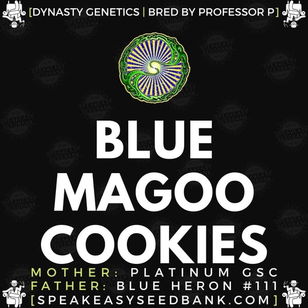 Blue Magoo Cookies Strain (Seeds) • OGKB Genepool Mutation?