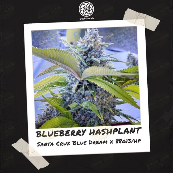 Blueberry Hashplant Strain (Seeds) 🫐#️⃣🌿 • A Vivid Blue Dream!