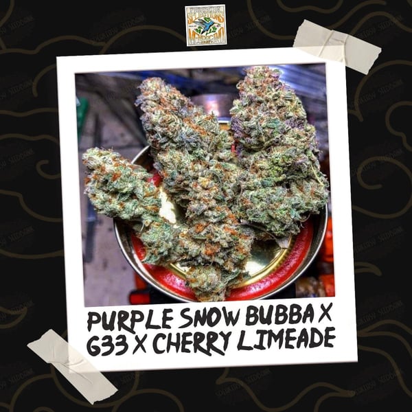Purple Snow Bubba x (Gelato 33 x Cherry Limeade) strain ️🍧