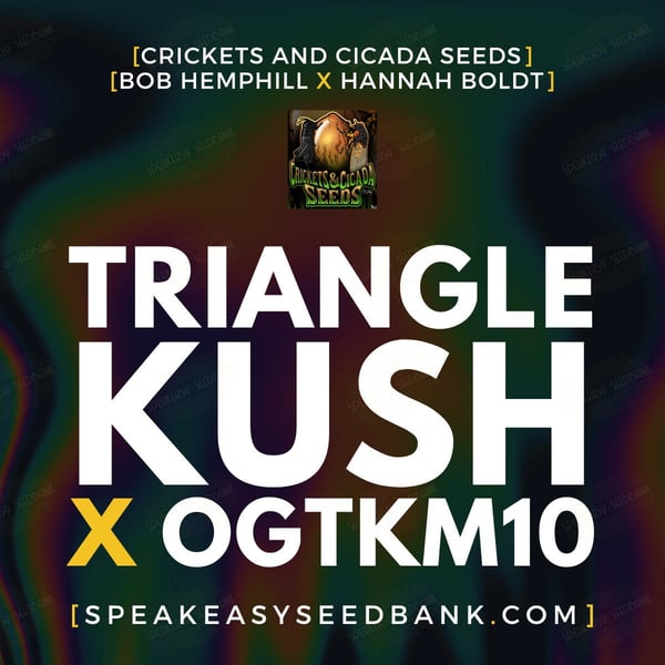 Triangle Kush x OGTKM10 • The Reflection of Forgotten Memories