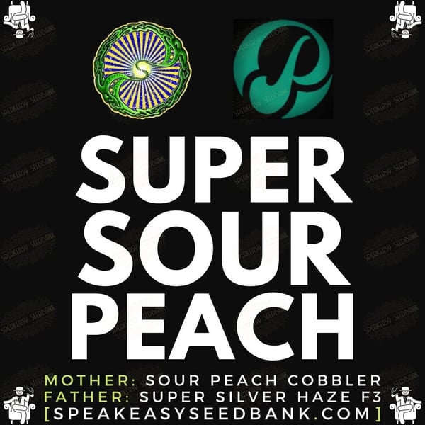 Super Sour Peach strain • Cunning Riddles Set by Forest Spirits