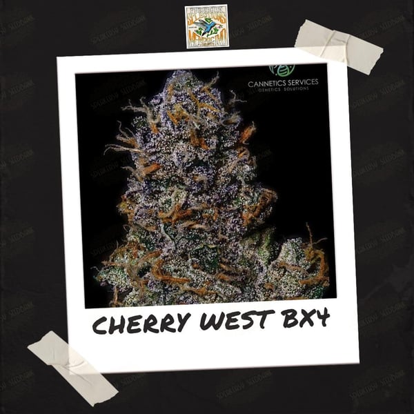 Cherry West BX4 Strain (Seeds) 🍒 • Best Terpene Profile Ever?