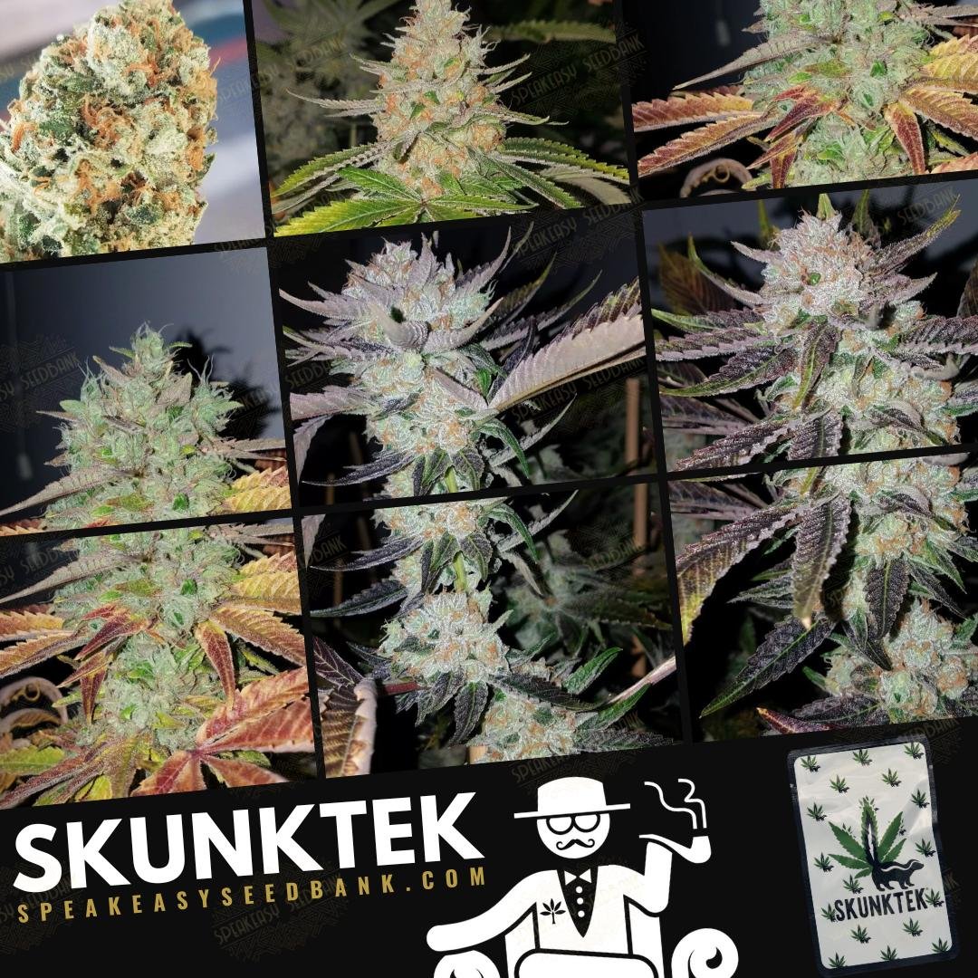 SkunkTek 🦨 • Verified Strains Bred by Skunk Tek aka @skunktek