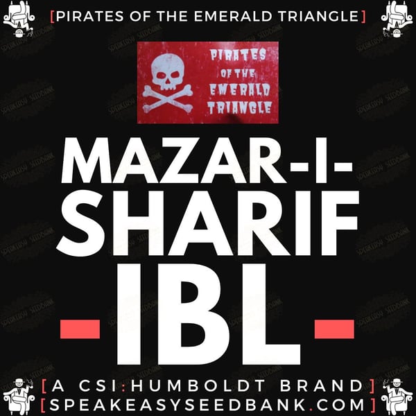 Mazar-I-Sharif IBL • Is This The Original Afghan-Craze Strain?