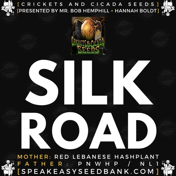 Silk Road Strain (Seeds) 🛣️ • Where Will Your Dreams Lead You?