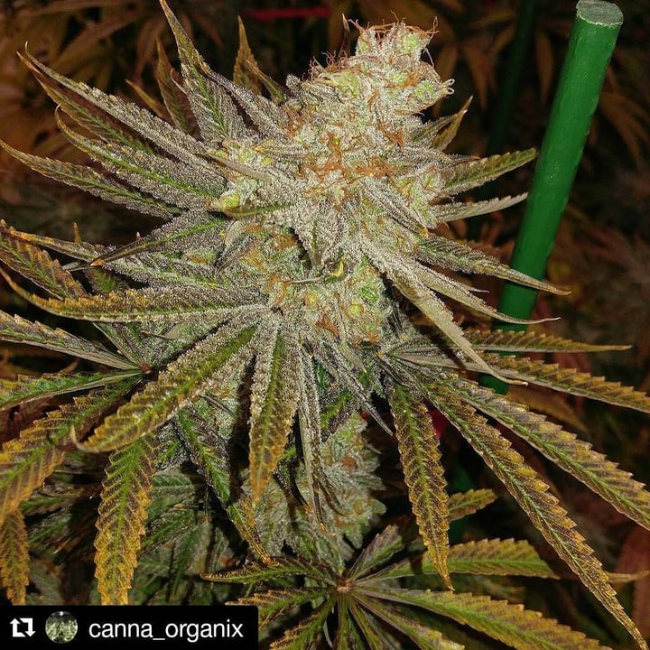 Blueberry Hashplant • Speakeasy Showcase