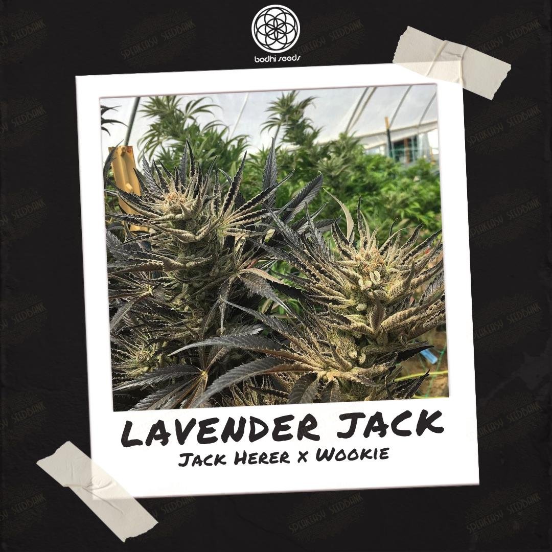 Lavender Jack 💜🎃 Dark Purple Buds • Visually Stunning Flowers