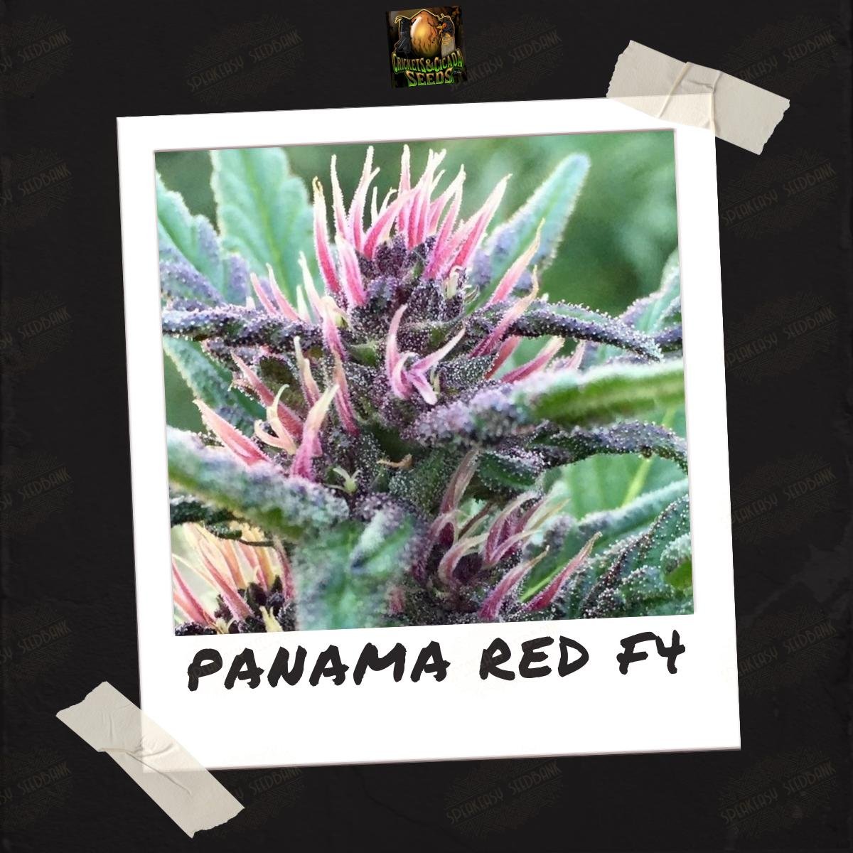Panama Red F4 • The Legend: From Woodstock to Haight-Ashbury