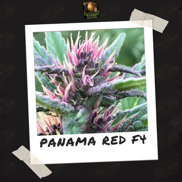 Panama Red F4 • The Legend: From Woodstock to Haight-Ashbury