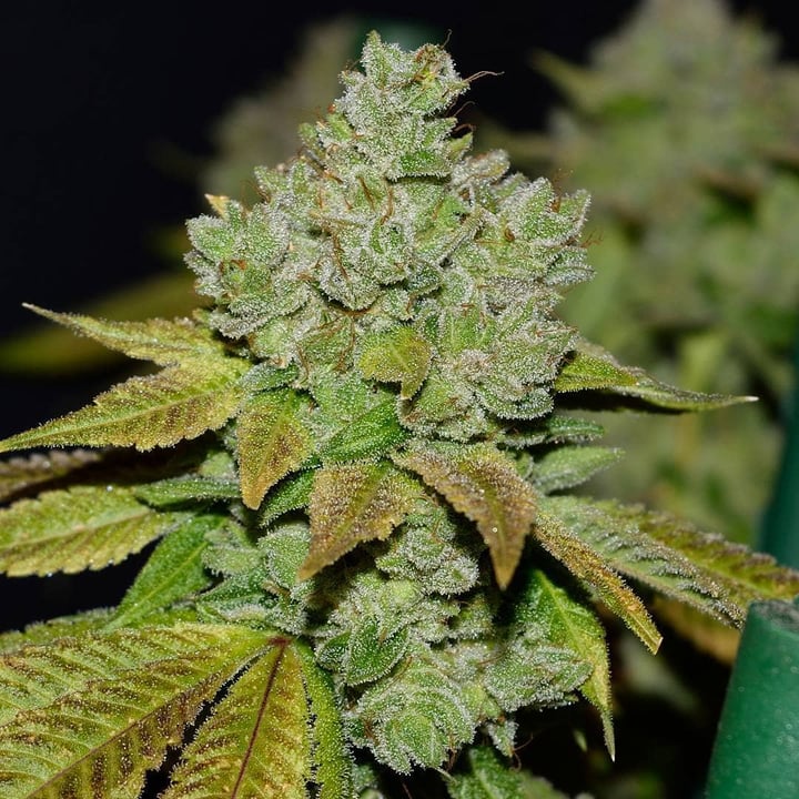 Black Triangle • Speakeasy Showcase