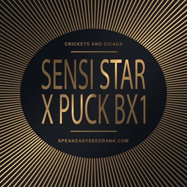 Sensi Star x Puck Backcross Strain (Seeds) • Classic = New Hype