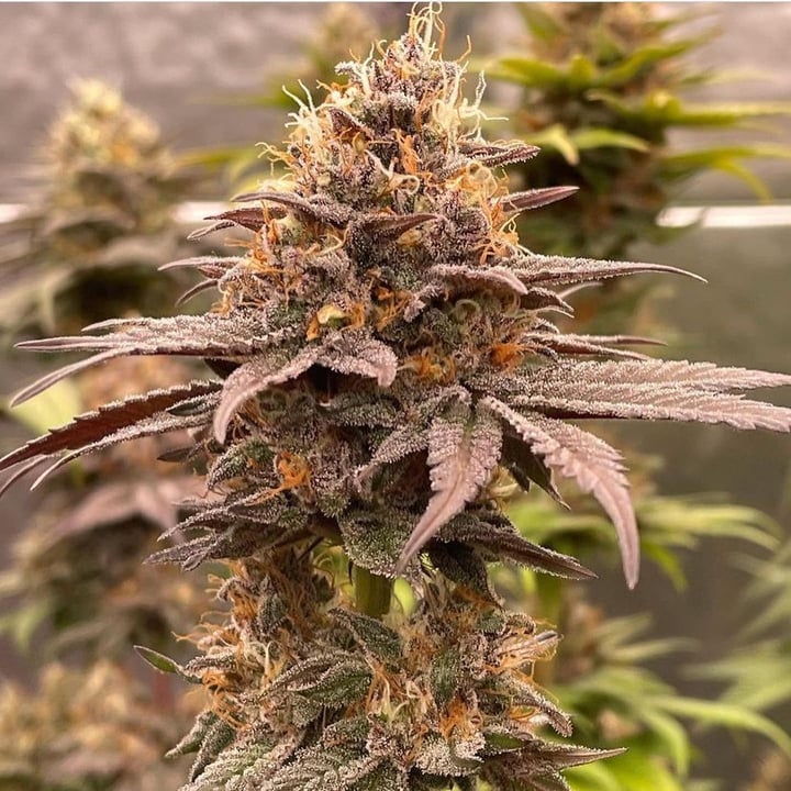 Red Queen Strain | Crickets and Cicada Seeds • Speakeasy Showcase