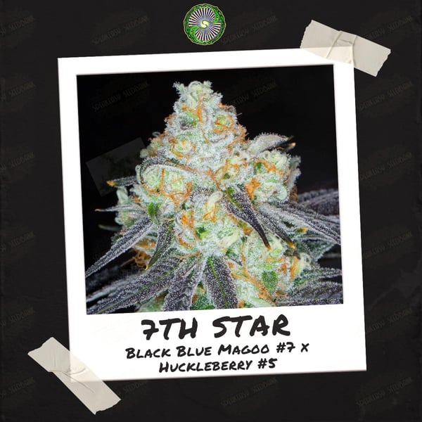 7th Star strain • What Are The Celestial Coordinates? Is It Real?