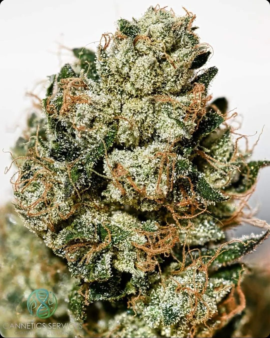 Rootbeer Freeze Strain 🍺🍦 • Legit Root Beer Seeds • Mean Gene