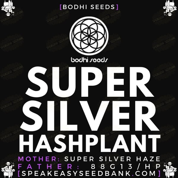 Super Silver Hashplant Strain (Seeds) 🦸🦾#️⃣🪴 • Chromed Out!